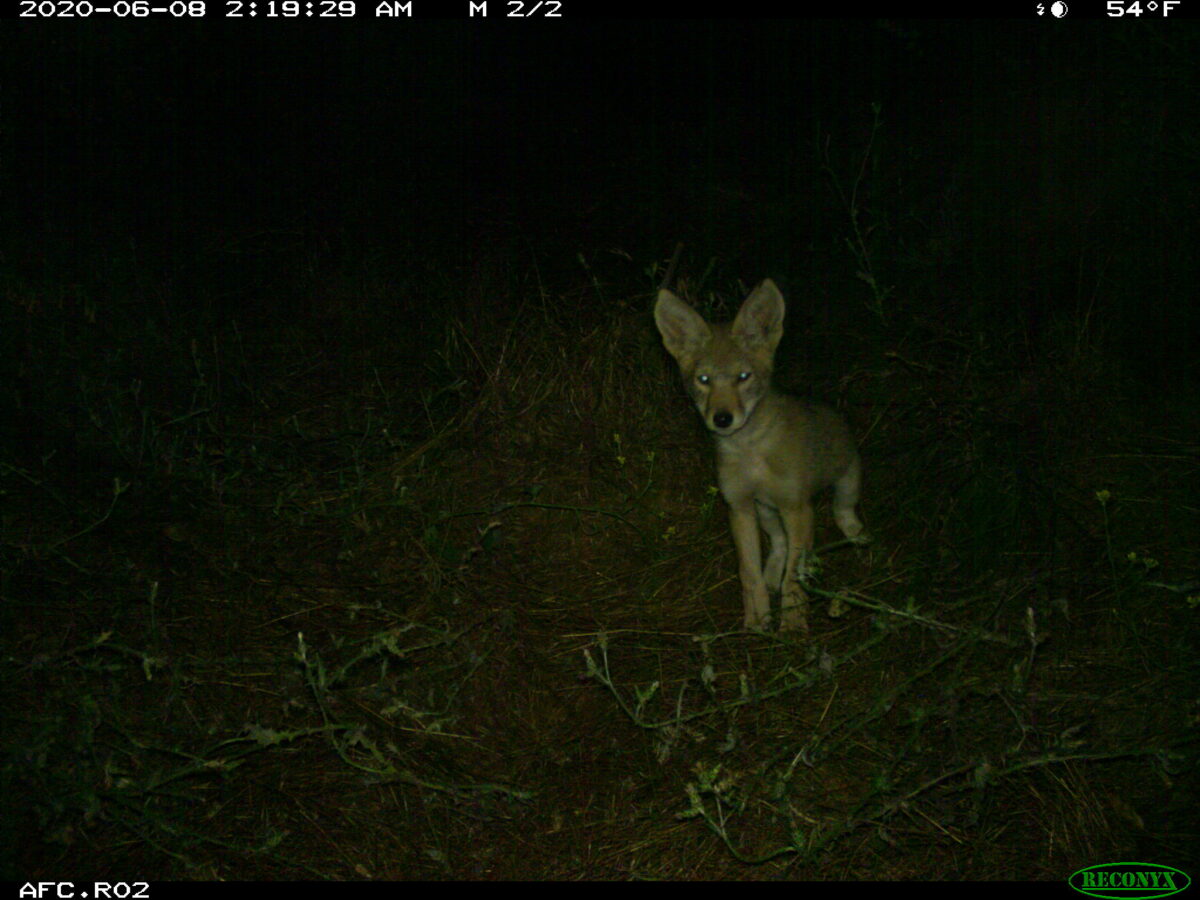 How to Camera Trap – Arroyos & Foothills Conservancy