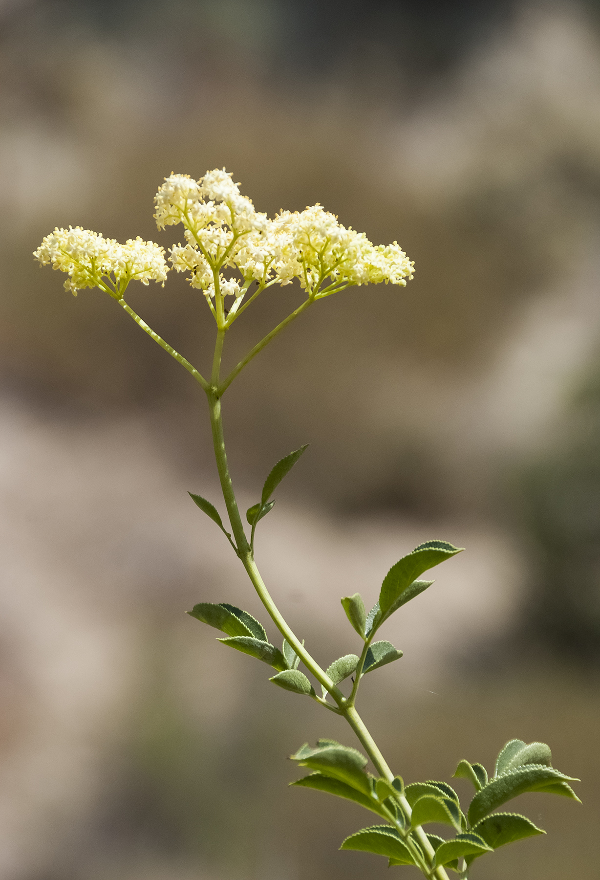 Native Plants – Arroyos & Foothills Conservancy