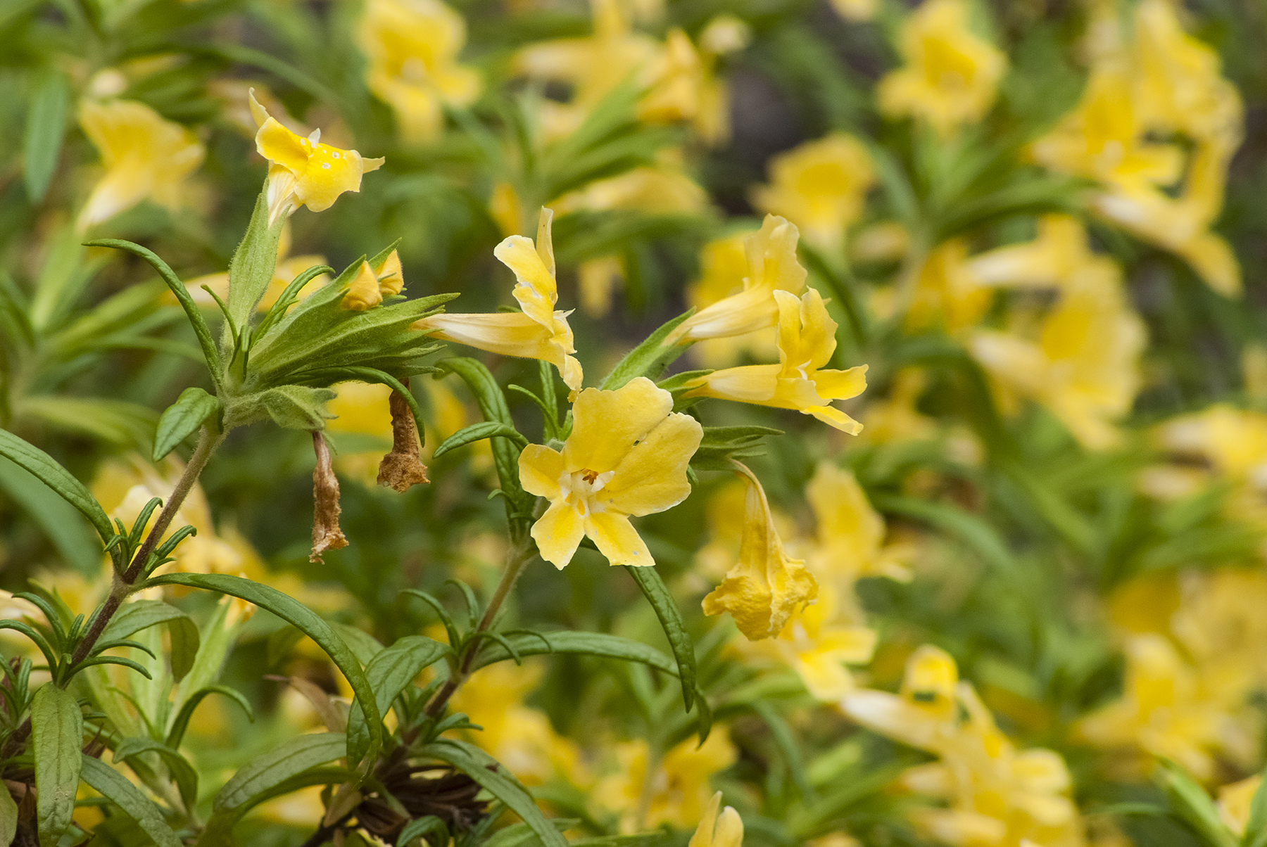 Native Plants – Arroyos & Foothills Conservancy