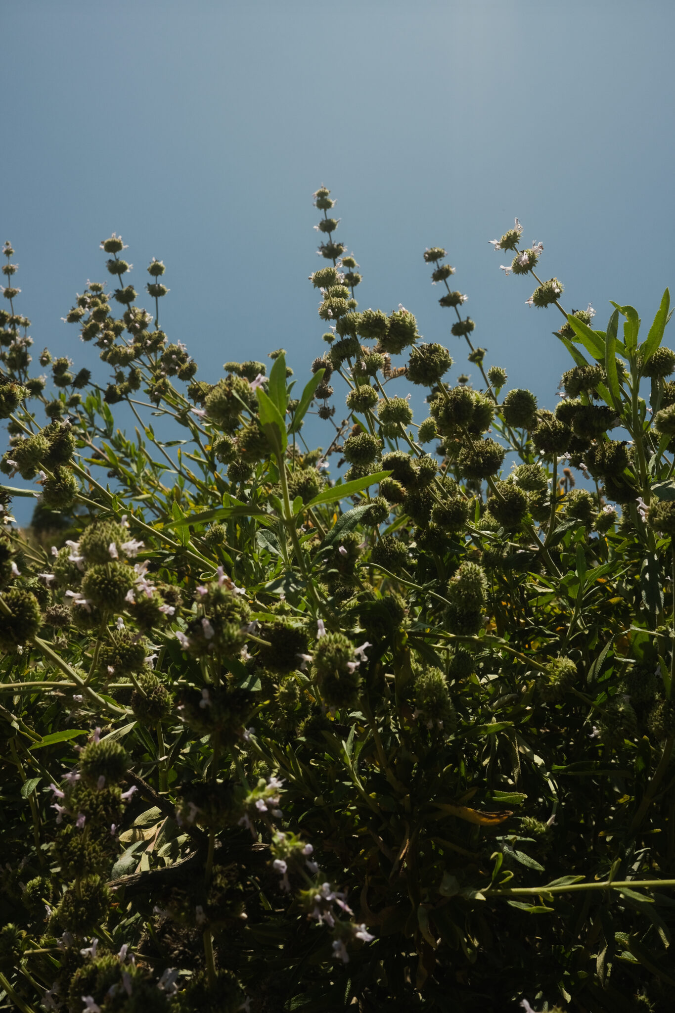 Native Plants – Arroyos & Foothills Conservancy